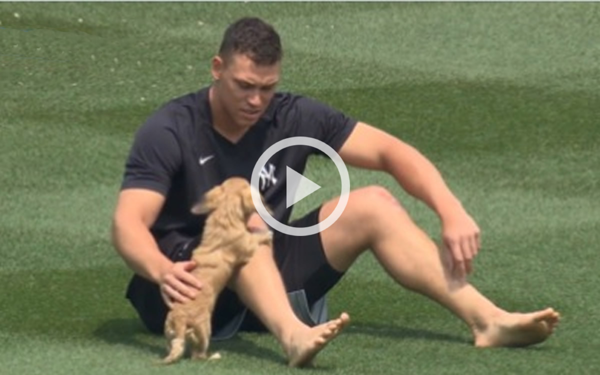 Así jugó Aaron Judge en Yankee Stadium con su pequeño perro [VIDEO ...
